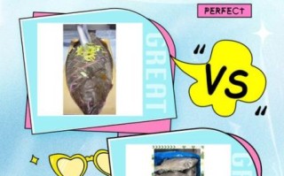 鸦片鱼和鲽鱼的区别_怎么区分鸦片鱼与鲽鱼