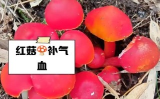 红菇图片功效_红菇有什么营养价值