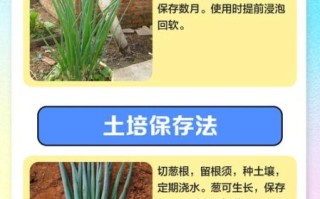 香葱怎么保存时间长_香葱图片识别技巧