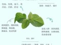 桑叶泡水喝的功效与作用_桑叶能治什么病