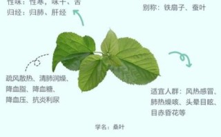 桑叶泡水喝的功效与作用_桑叶能治什么病