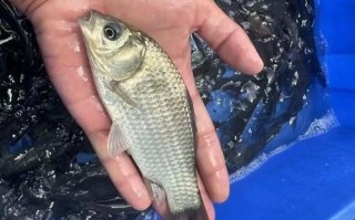 软骨鲫鱼多少钱一斤_软骨鲫鱼价格行情