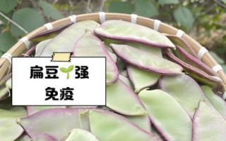 新鲜扁豆的功效与作用_新鲜扁豆怎么吃最营养