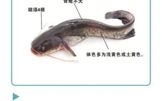 埃及鱼和鲶鱼区别_埃及鱼是不是鲶鱼