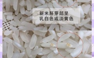 陈粟米是什么米_陈粟米和普通小米区别