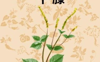 牛膝骨是哪个部位_牛膝骨和牛拐骨区别