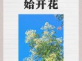 洋槐花几月开_洋槐花什么时候最香