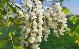 槐树花图片大全_槐树花什么时候开