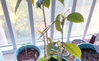 榴莲盆栽怎么养_榴莲盆栽图片大全