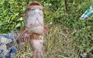 胡子鲶鱼多少钱一斤_胡子鲶鱼价格行情