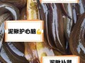 泥鳅要不要去内脏_泥鳅怎么处理干净