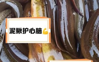 泥鳅要不要去内脏_泥鳅怎么处理干净 泥鳅要不要去内脏_泥鳅怎么处理干净