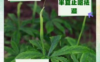 半夏的功效与作用有哪些_半夏的副作用与禁忌是什么