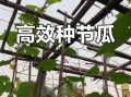 节瓜怎么种_节瓜种植视频教程