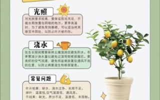 柠檬树怎么种植_柠檬树几年结果