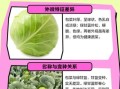 包菜和绿甘蓝的区别_包菜和绿甘蓝怎么分辨