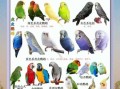 鹦鹉品种大全_新手适合养什么鹦鹉
