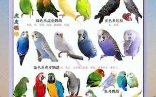 鹦鹉品种大全_新手适合养什么鹦鹉