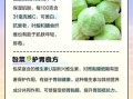 包菜的功效与作用禁忌_什么人不能吃包菜