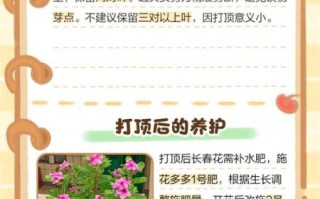 长春花怎么修剪_长春花修剪后多久开花