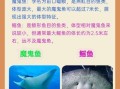 魔鬼鱼和鳐鱼的区别_如何一眼分辨