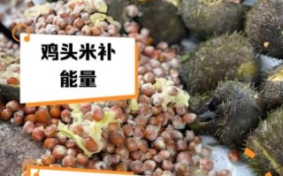 鸡头米的热量高吗_减肥能吃吗