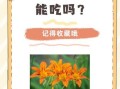 菜心上的小黄花能吃吗_小黄花有没有毒