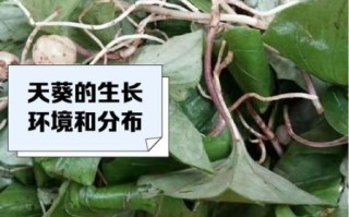 青天葵图片长什么样_青天葵和毛叶芋兰怎么区分