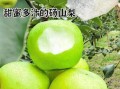 砀山梨怎么读_砀山梨产地在哪里