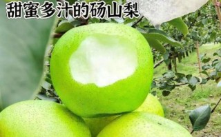 砀山梨怎么读_砀山梨产地在哪里