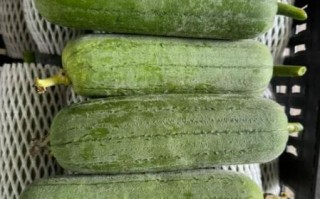 丝瓜图片大全大图片_丝瓜高清大图怎么找