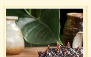 海参怎么发酵最好_海参发酵的正确方法