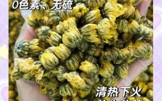 经期能喝菊花茶吗_经期喝菊花茶好吗