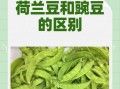 荷兰豆和豌豆是一种吗_区别与营养对比