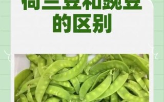 荷兰豆和豌豆是一种吗_区别与营养对比