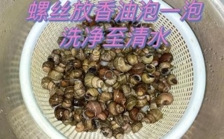 螺丝菜是什么_螺丝菜怎么吃