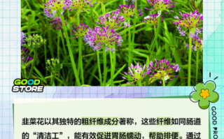 韭菜花的花苞要去吗_韭菜花苞要不要摘掉 韭菜花的花苞要去吗_韭菜花苞要不要摘掉