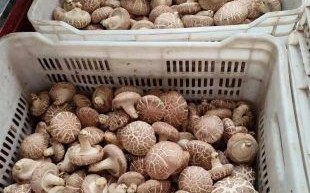 香菇销售渠道有哪些_香菇怎么卖得快