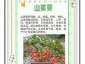 茱萸的功效与作用_茱萸怎么吃效果最好