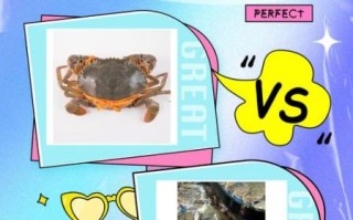 青蟹和梭子蟹的区别是什么_哪个更好吃