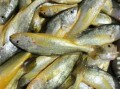 小黄花鱼价格多少钱一斤_小黄花鱼最新行情