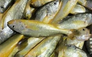 小黄花鱼价格多少钱一斤_小黄花鱼最新行情