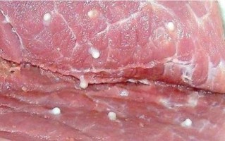 猪肉绦虫图片高清_如何辨别成虫与幼虫