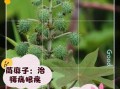 苘麻的功效与作用_苘麻能治什么病