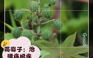 苘麻的功效与作用_苘麻能治什么病