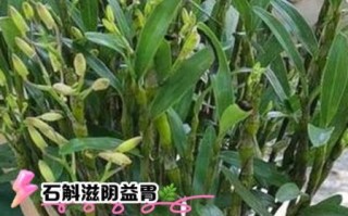 石斛泡水喝的功效与禁忌_适合哪些人喝