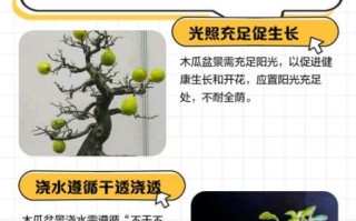 观赏木瓜的香味对人体有害吗_室内养护安全指南