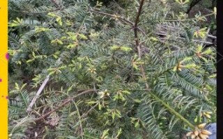 香榧树几年结果_香榧树适合哪里种植