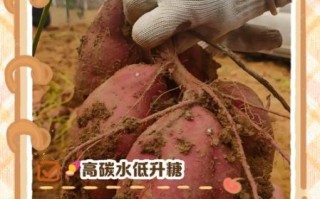 红薯减肥能吃吗_红薯的营养价值与功效