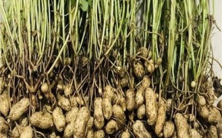 花生米价格最新行情2021_花生米为什么涨价